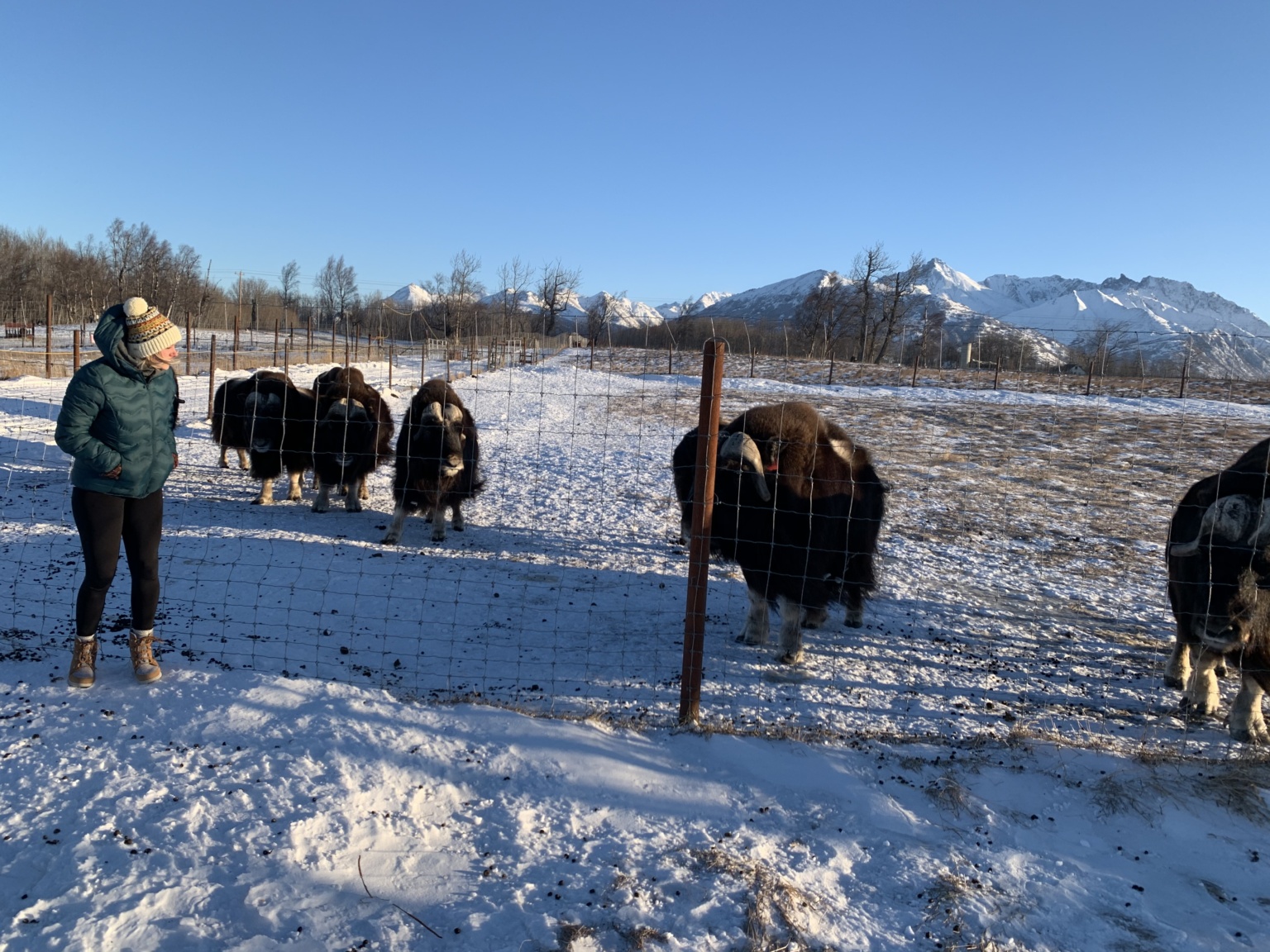 Critter Collection: Where to see Alaska animals in the winter - Alaska ...