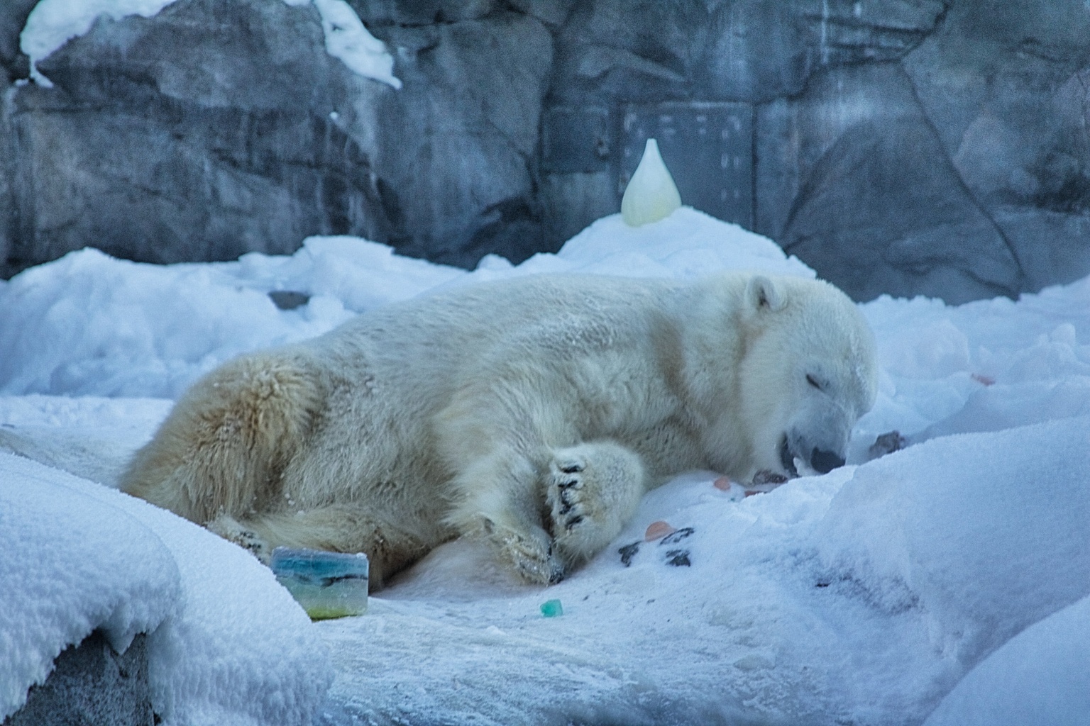 Critter Collection: Where to see Alaska animals in the winter - Alaska ...