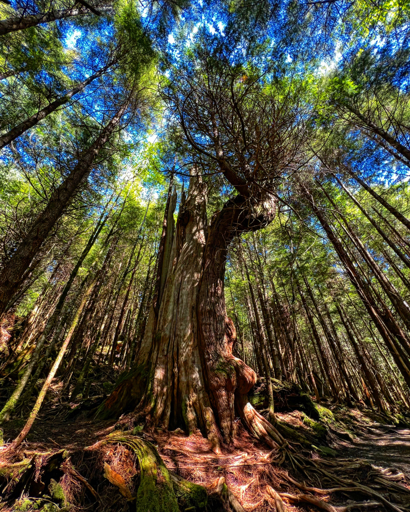 TRIP REPORT: Ketchikan + Ward Cove, Alaska - Alaska Travelgram