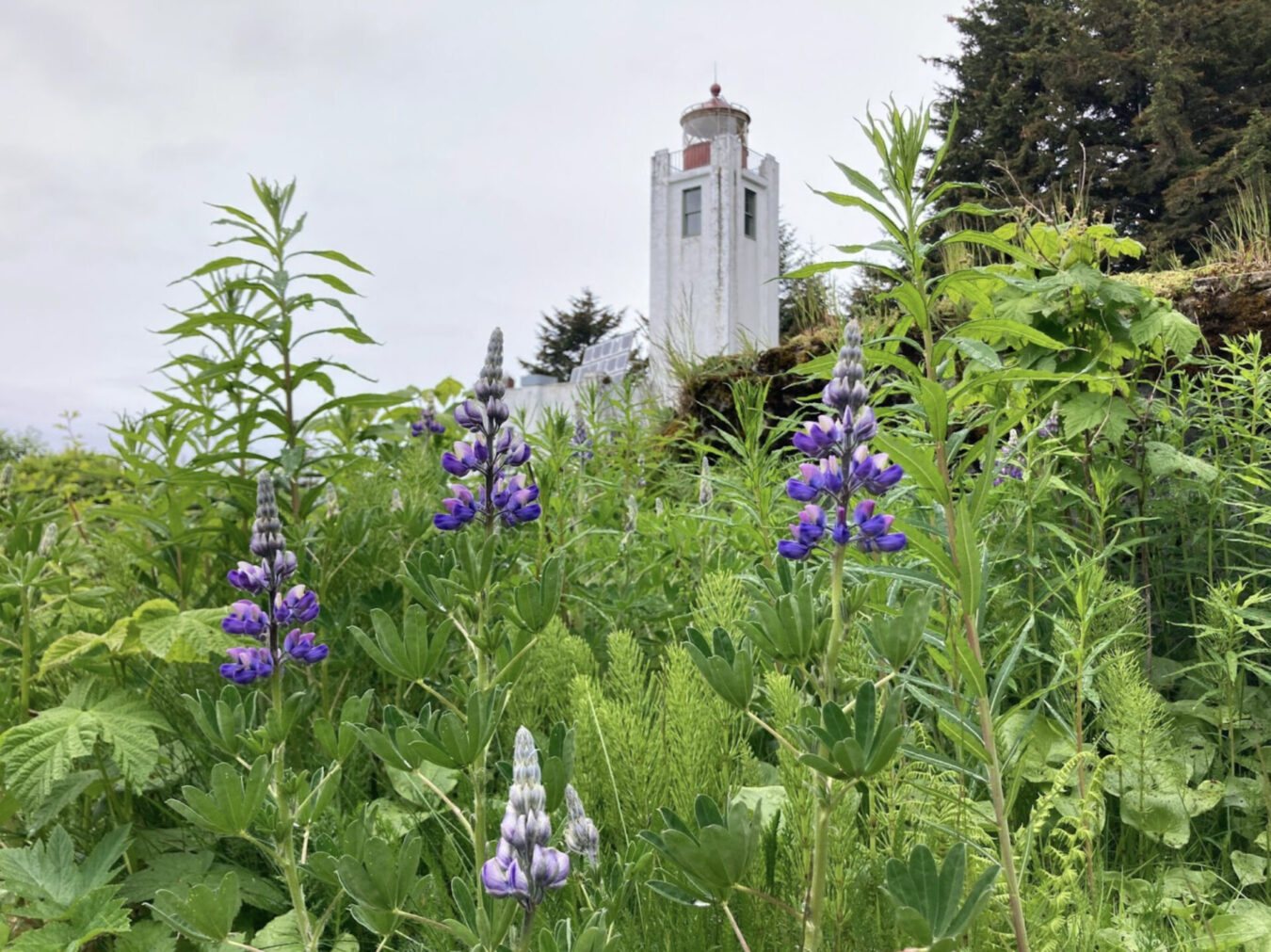 Jennie goes to Juneau - Alaska Travelgram
